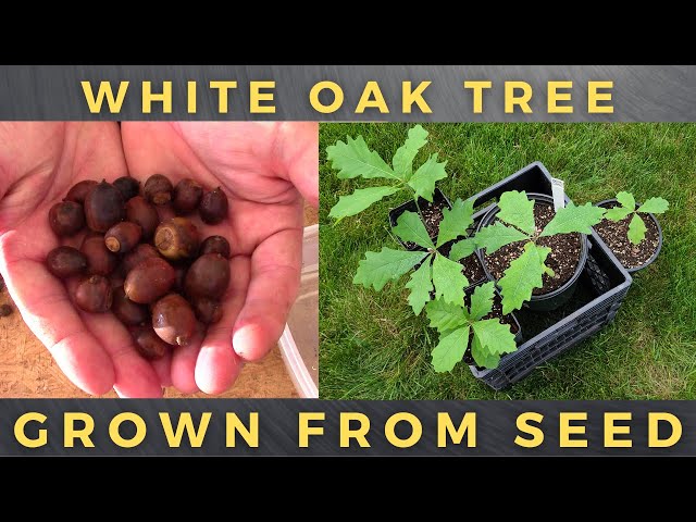 How To Sprout An Oak Acorn