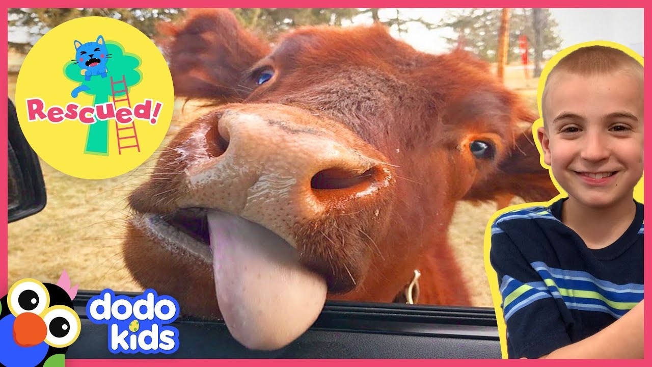 Betsy The Cow Cartoon