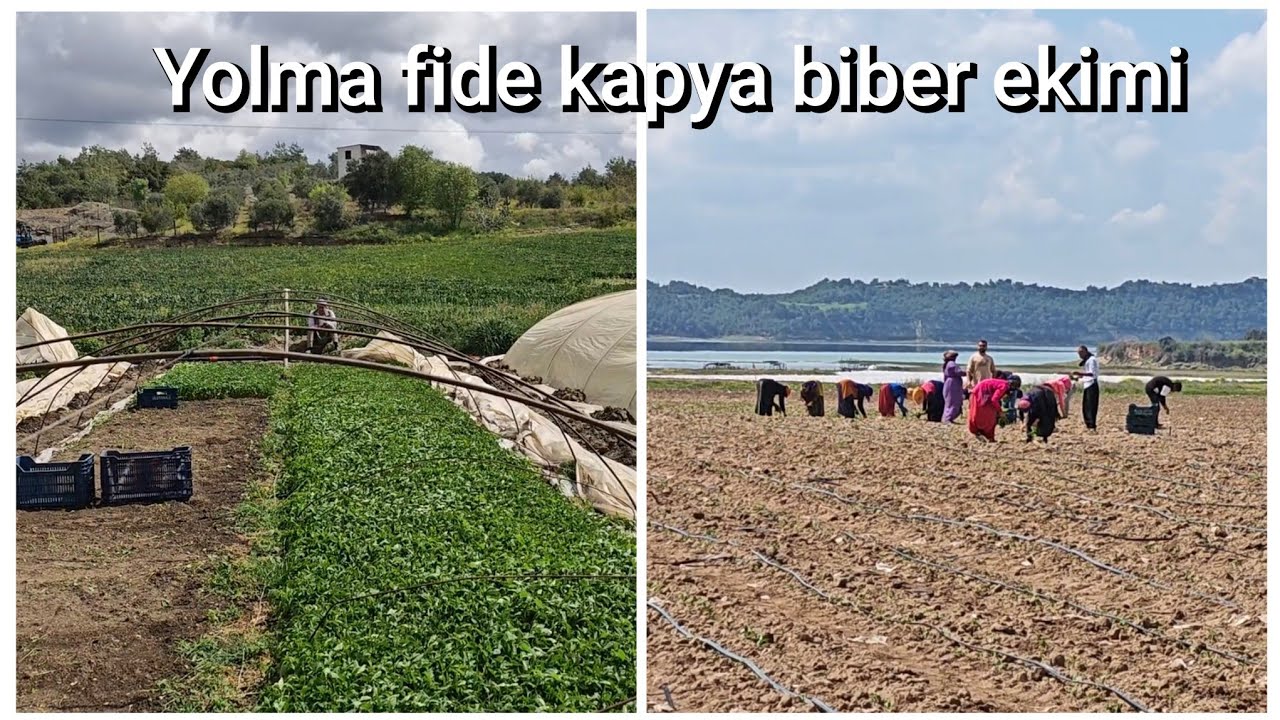 Yolma fide kapya biber ekimi - YouTube