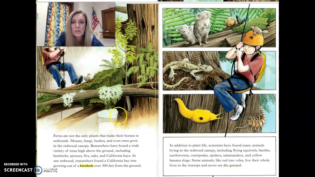 Read Aloud Redwoods by Jason Chin - YouTube