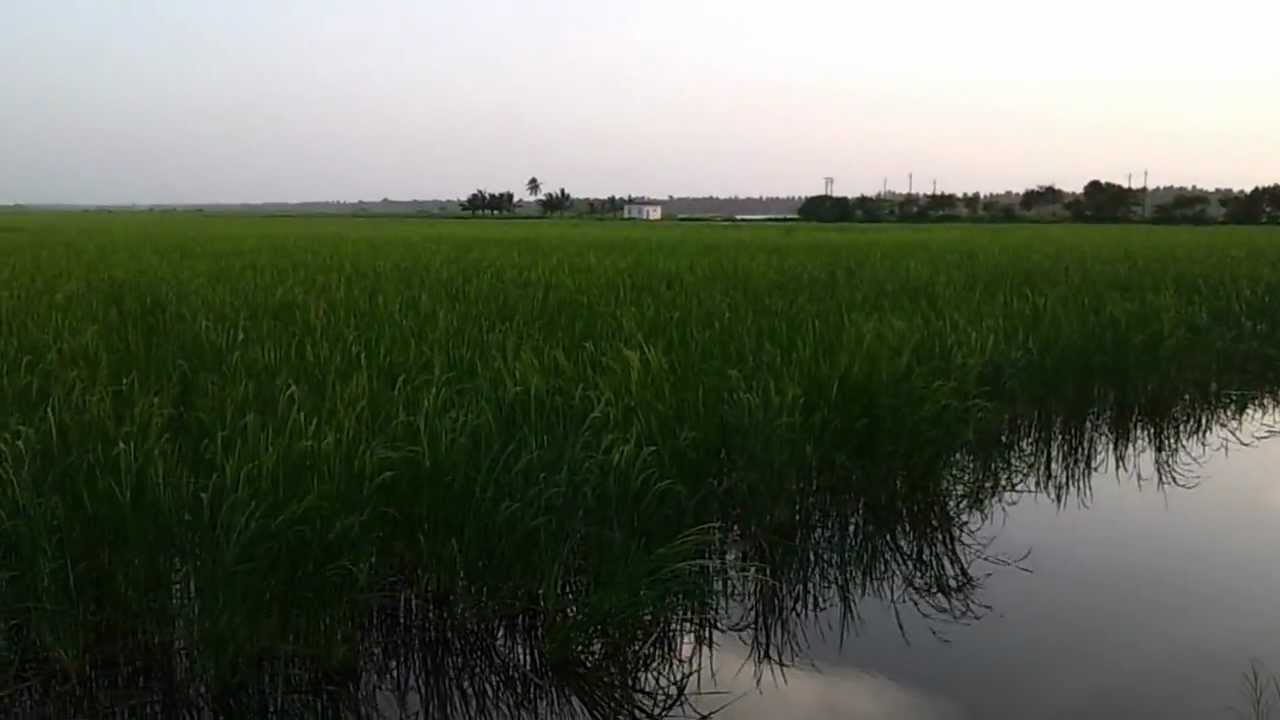 Pokkali Rice Organic Farming Rice Field in Ernakulam Kerala South India ...
