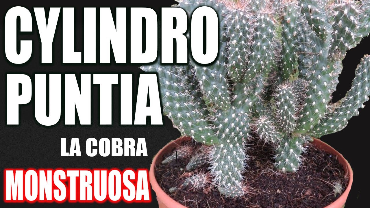 CACTUS COBRA, ESPECIE CYLINDROPUNTIA - El jardin de Monii - YouTube