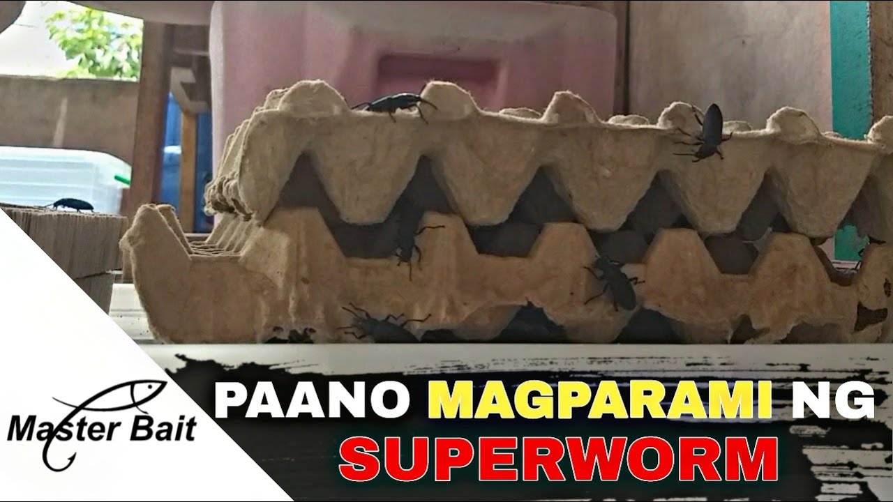 Superworm Breeding Setup | Changing Substrates - YouTube