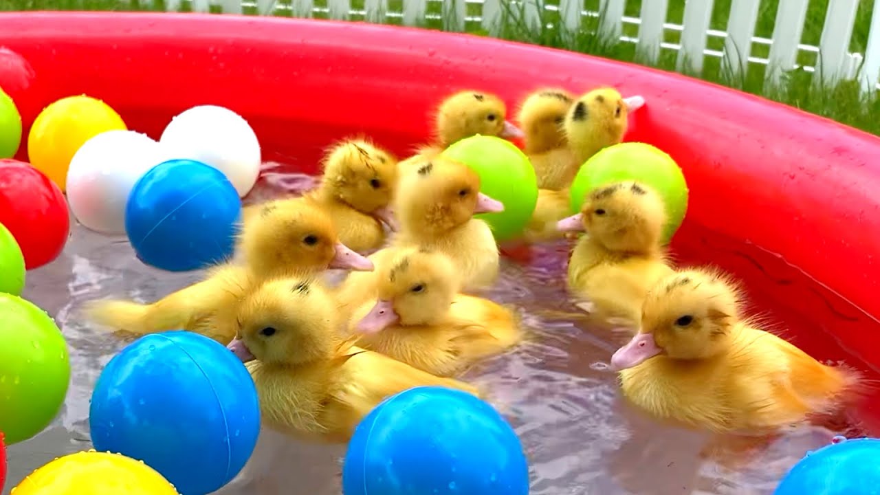 Funny ducklings swim in the pool with balls for the first time - YouTube