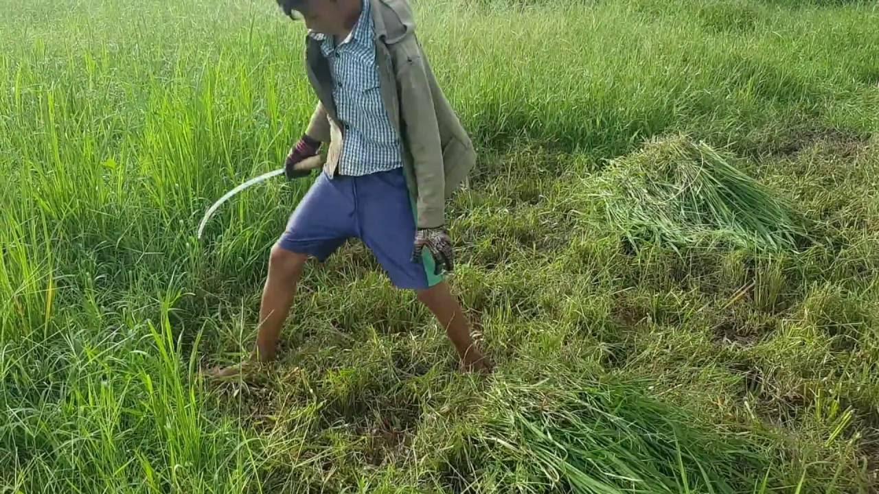 Cutting grass with Scythe, Best Fast Workers, Brush Mower, Find Grass ...