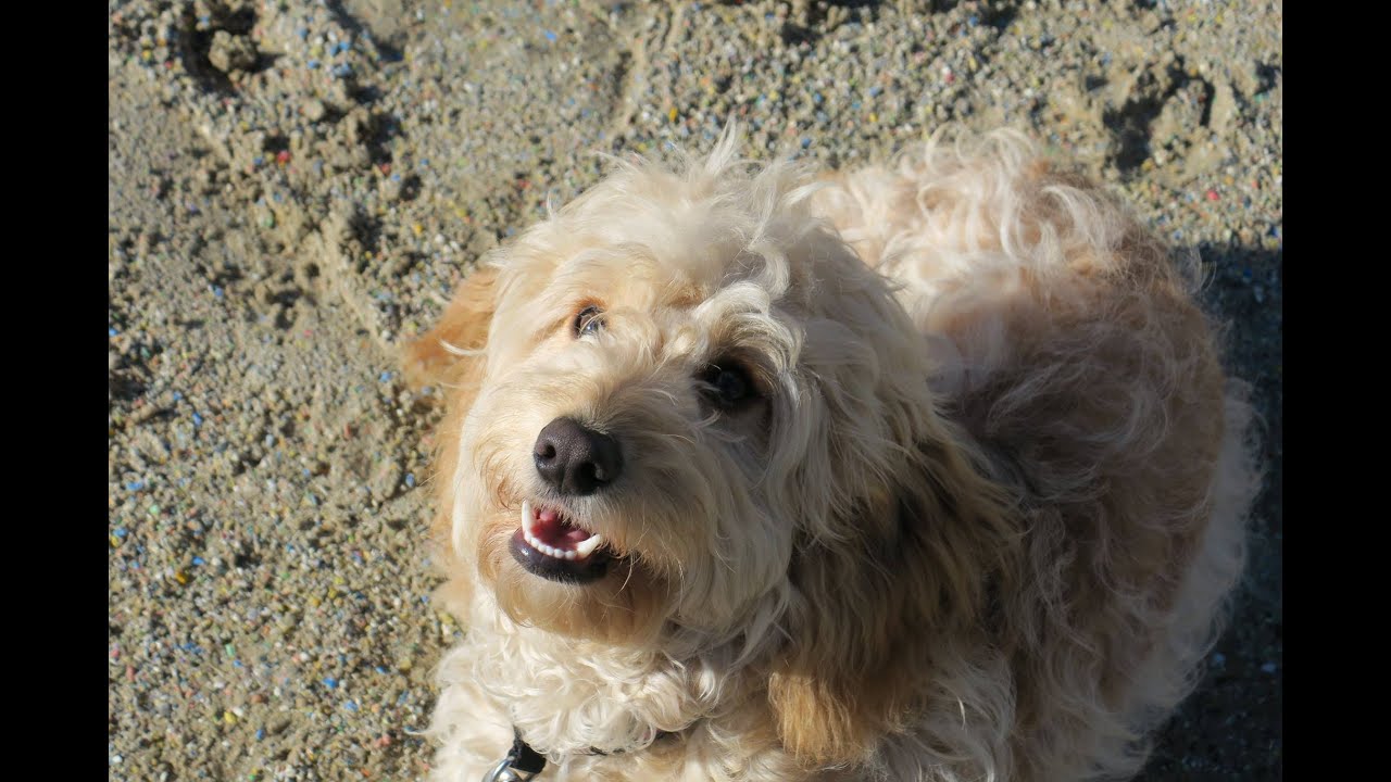 Wilson - Cockapoo puppy - 3 Week Residential Dog Training at Adolescent ...