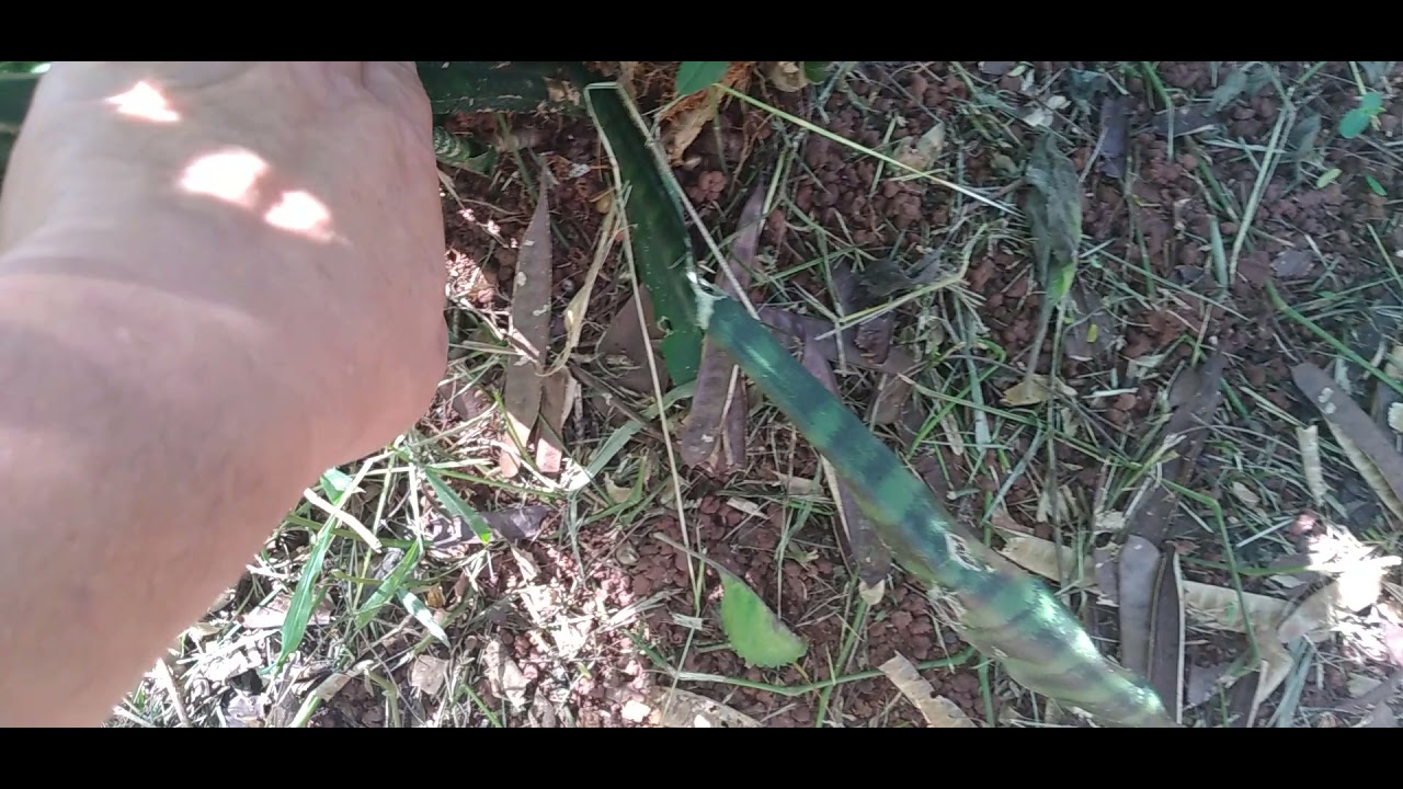 Vedélia/(Sphagneticola trilobata) (L.) Pruski.[Leitura na Descrição]# ...