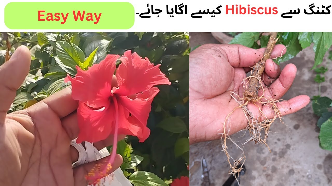 How To Propagate Hibiscus From Cuttings Hibiscus Growing Ar Garden