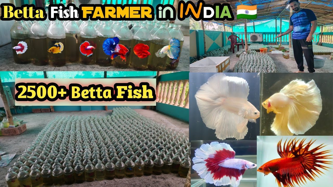 Betta Fishes Breeding Farm At India🇮🇳In World | Betta Fishes Price ...