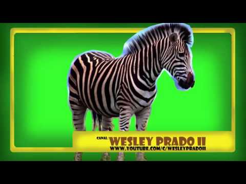 efeito sonoro de zebra - zebra sound effect