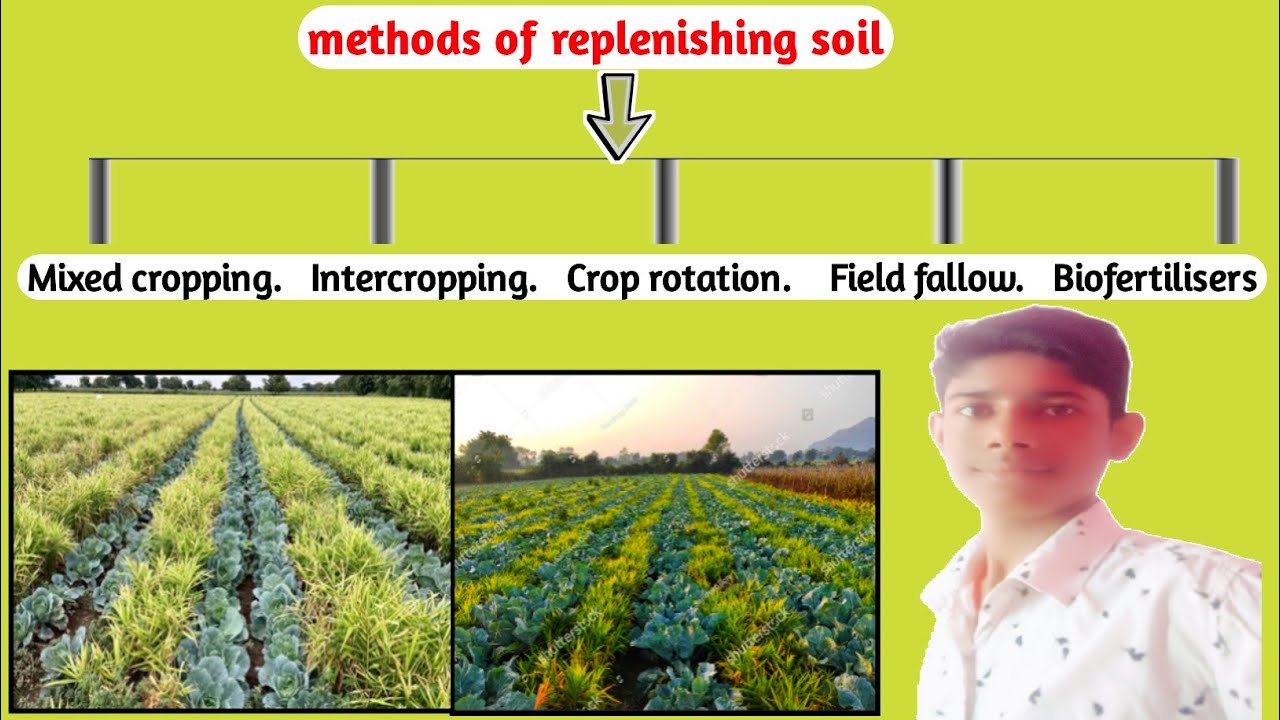 Mixed Cropping Intercropping Crop Rotation Field Fallow And mixed-cropping-intercropping-crop-rotation-field-fallow-and