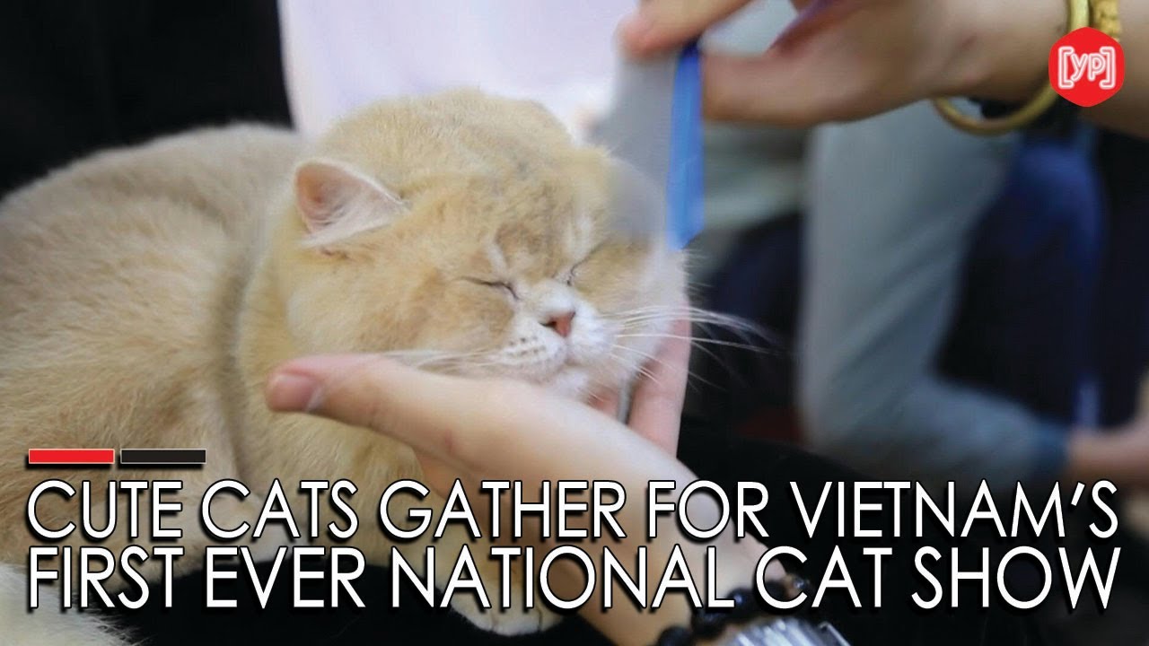 Cute cats gather for Vietnam's first ever national cat show - YouTube