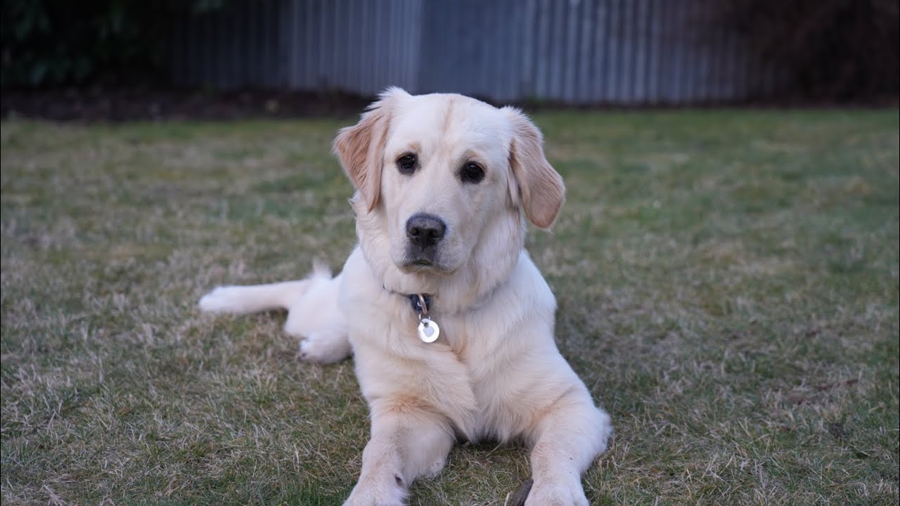 Seven months old golden retriever puppy digging a hole | Bird chirping ...