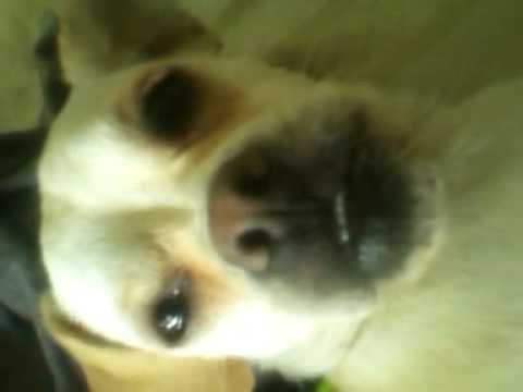 Puddin' is lazy fart -.-