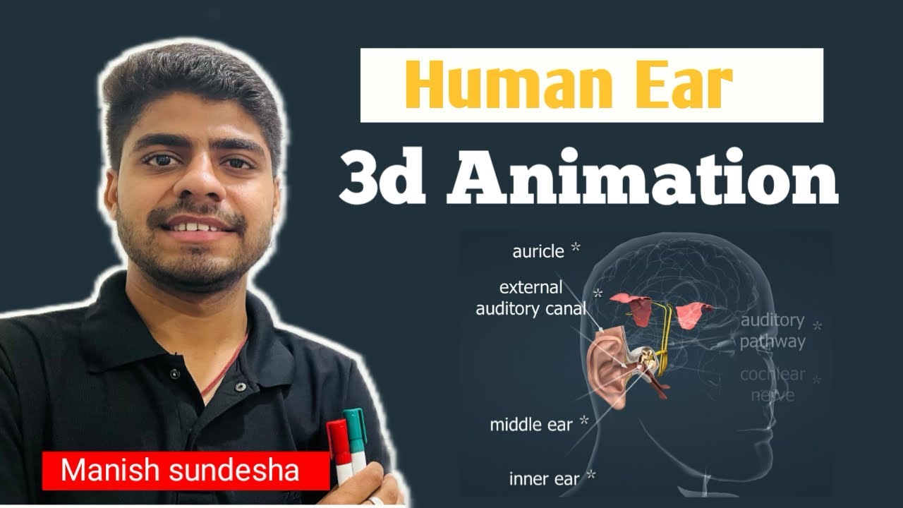 Ear 3d animation | ear 3d anatomy | ear hearing mechanism 3d animation ...