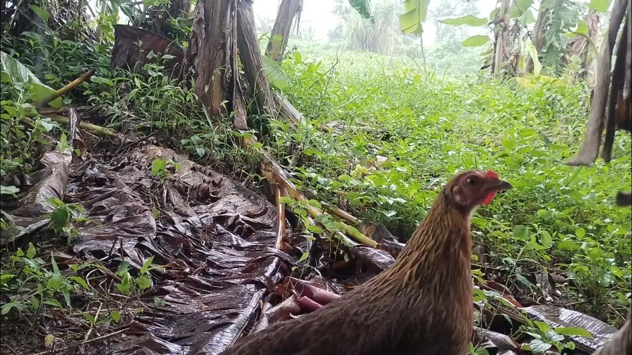 suab poj qaib see cuab tuaj zoo heev li - YouTube