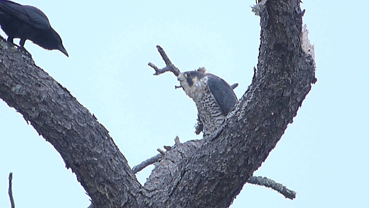 An adult Peregrine Falcon gently mobbed by American Crows - YouTube