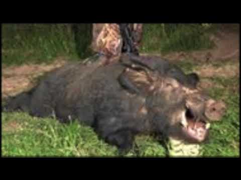 Bucket list Thermal Hog hunt for Luke Grumbles! - YouTube