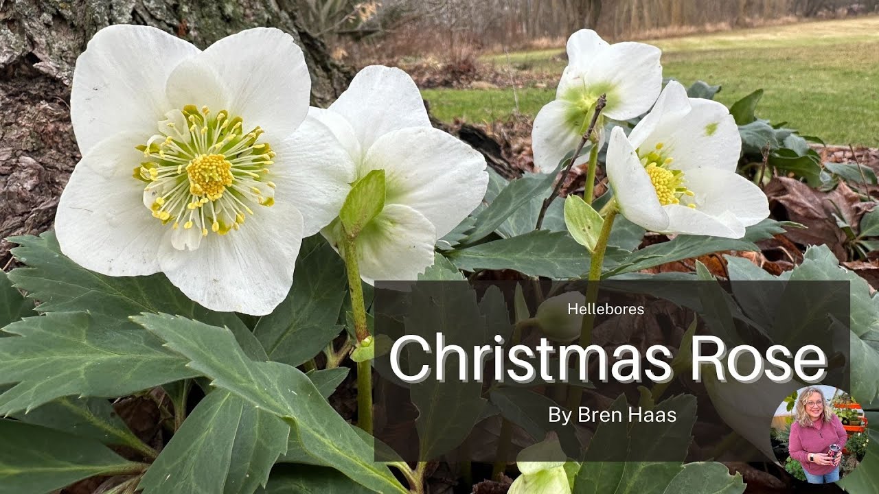SnowBell Hellebore Bloom in Winter - YouTube