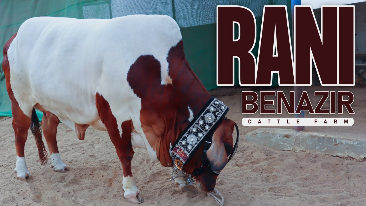 RANI - BENAZIR CATTLE FARM - YouTube