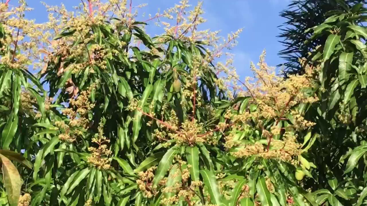 Rosigold Mango Bloom and Fruit in January - YouTube