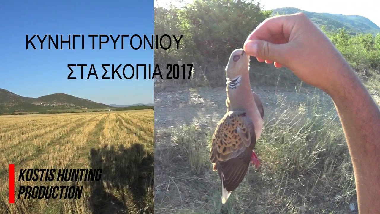 ΚΥΝΗΓΙ ΤΡΥΓΟΝΙΟΥ ΣΤΑ ΣΚΟΠΙΑ 2017 - YouTube