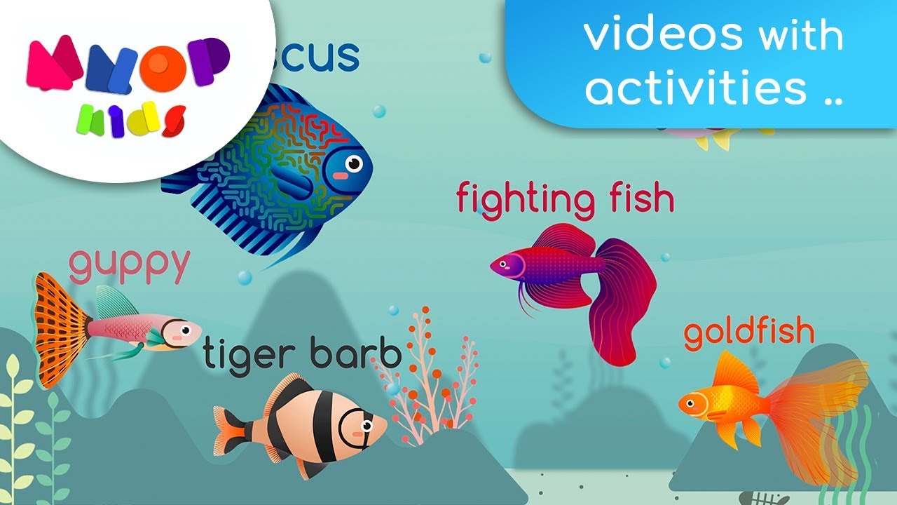 LEARN ABOUT FISH for Children Song | for Kids | MNOP Kids - YouTube