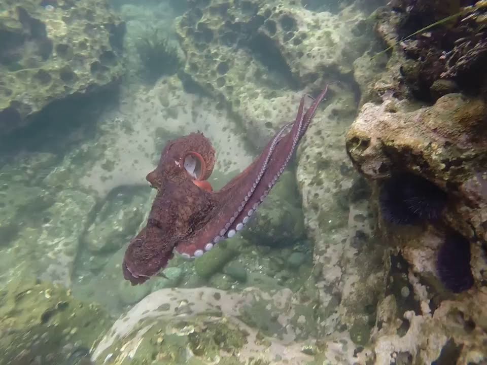 Octopus eats a sea urchin in a tide pool - YouTube
