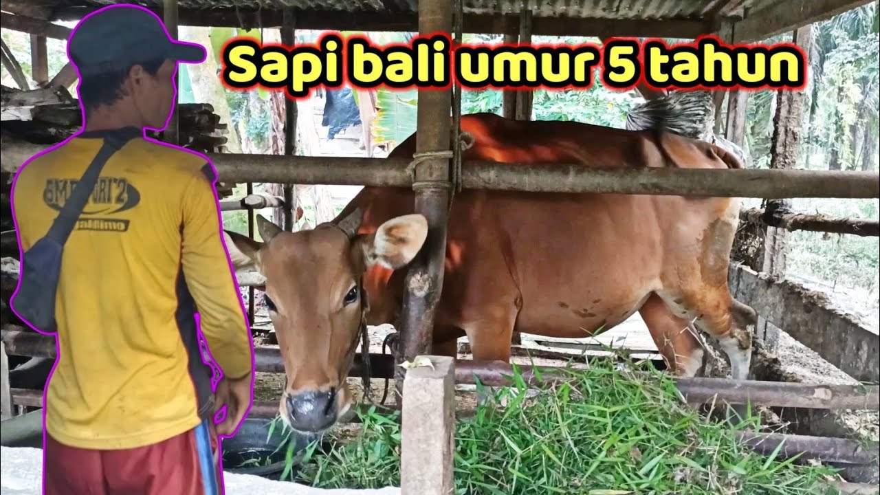 sapi ini unik , sapi Bali di suntik bibit sapi brangos - YouTube