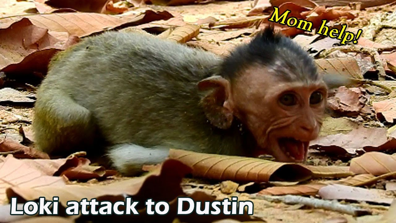 Very Pity Poor Dustin attack by Loki,Dustin crying loudly till his ...