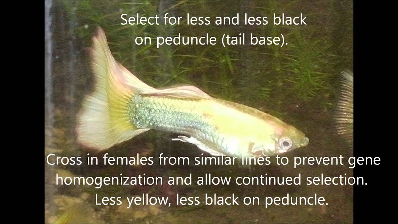 making a solid white guppy - YouTube