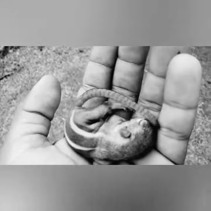 ලේන් අම්මාගේ දරු සෙනෙහස Youtube