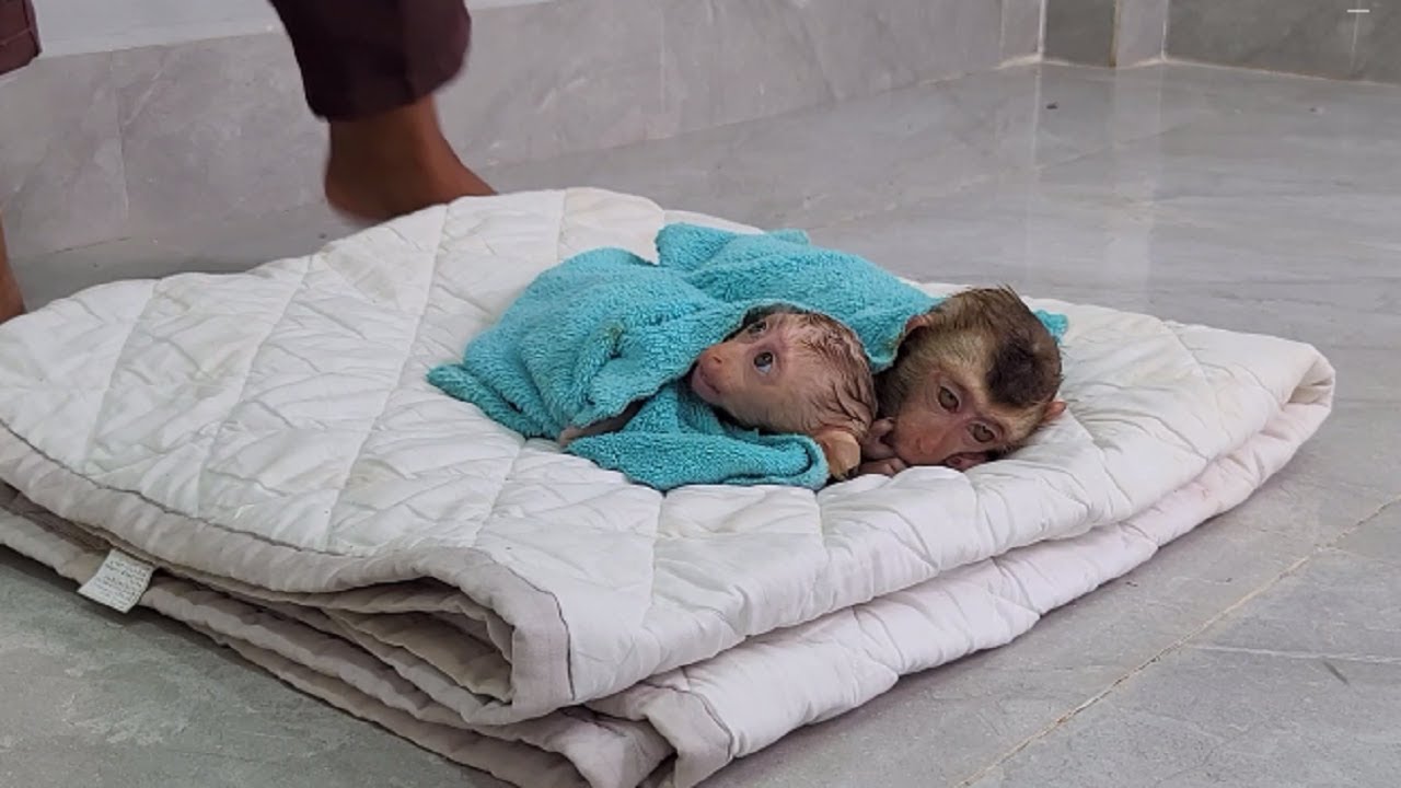 Go to bed early to the two beloved monkeys, mom, do the house cleaning ...