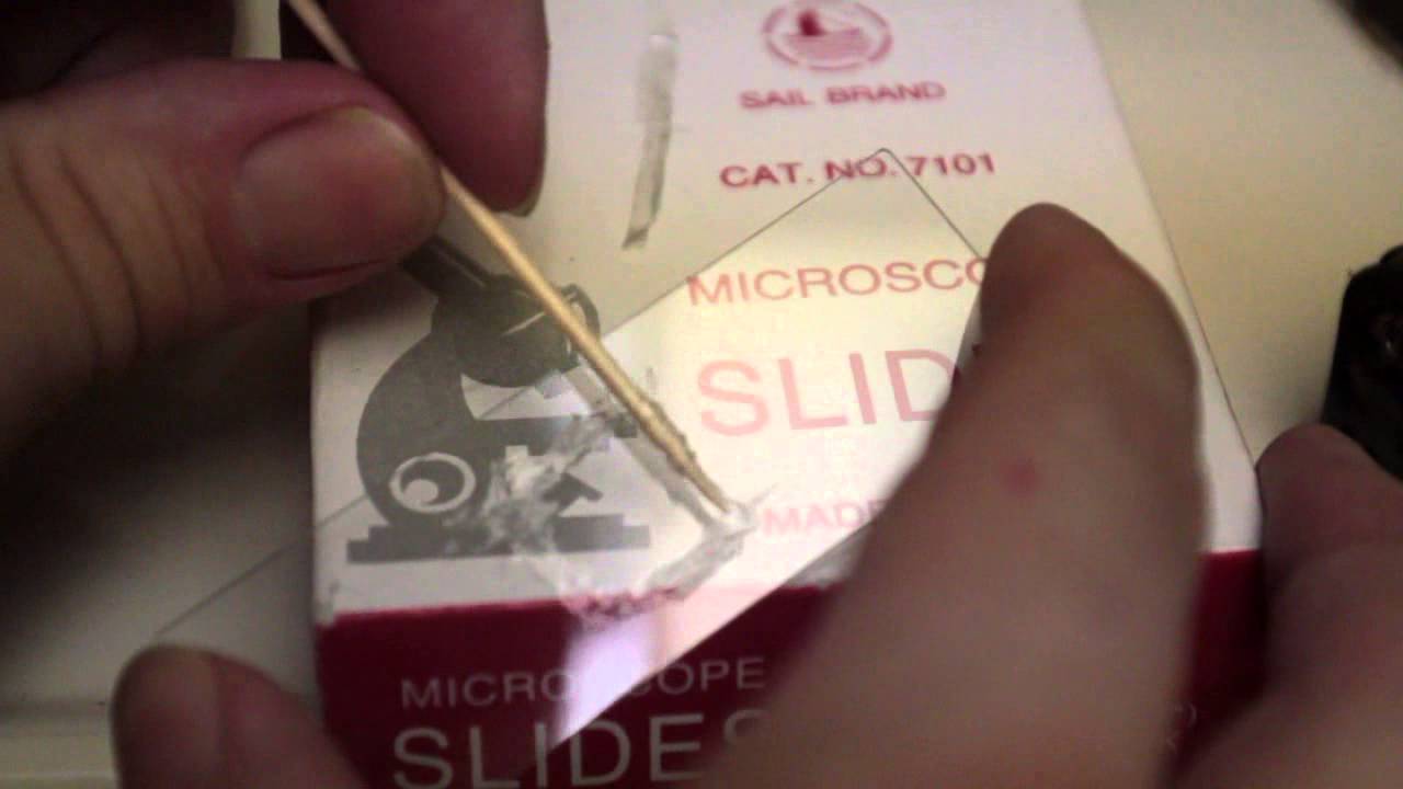 40 Days Of DIY Microbiology Part Three - YouTube