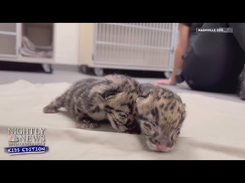 Meet The Nashville Zoos Clouded Leopard Cubs | Nightly News: Kids ...