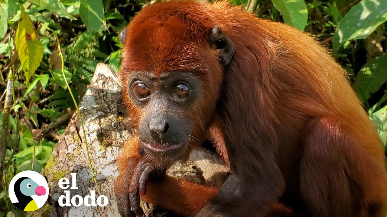 Mono bebé tímido conoce a alguien como el | El Dodo - YouTube