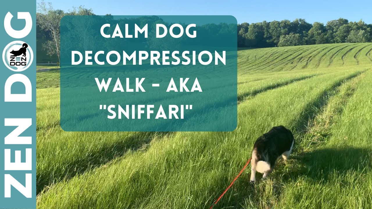 Calm Dog Decompression Walk - aka "Sniffari" - YouTube