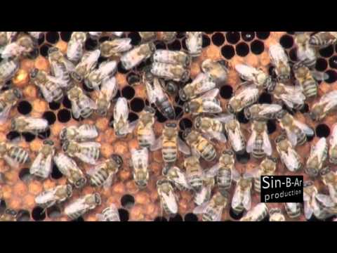 Balın İşçisi : Kafkas Arısı (Caucasian Honey Bee)