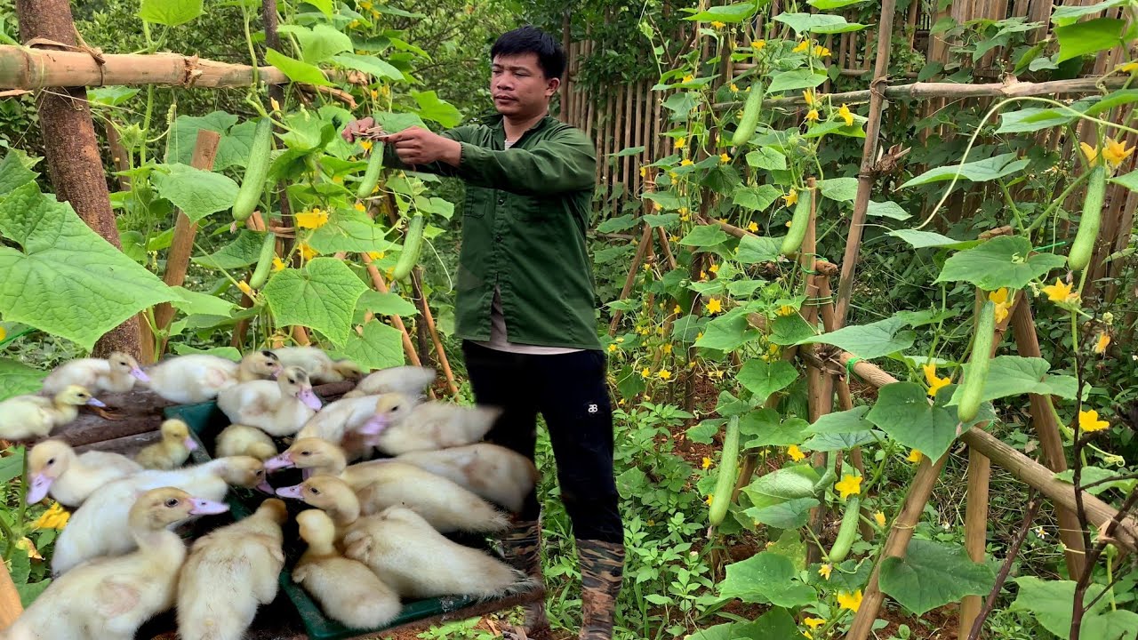 The geese are showing signs of illness,Taking care of the melon garden ...
