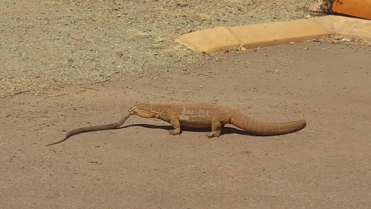 Pilbara wildlife - YouTube