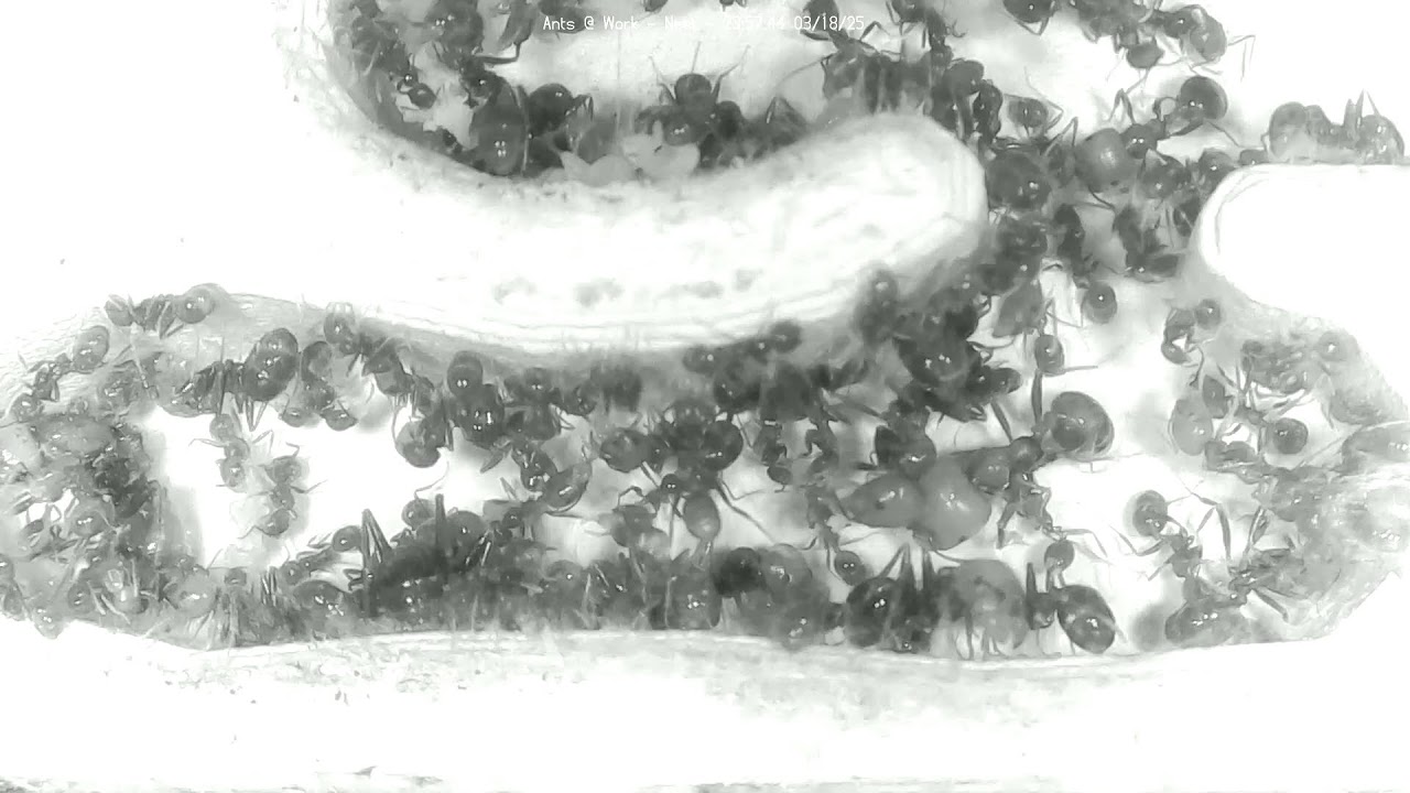 🔴 Ants at Work - Nest - Day 1607, Messor Barbarus Ants Live Webcam, Ant ...