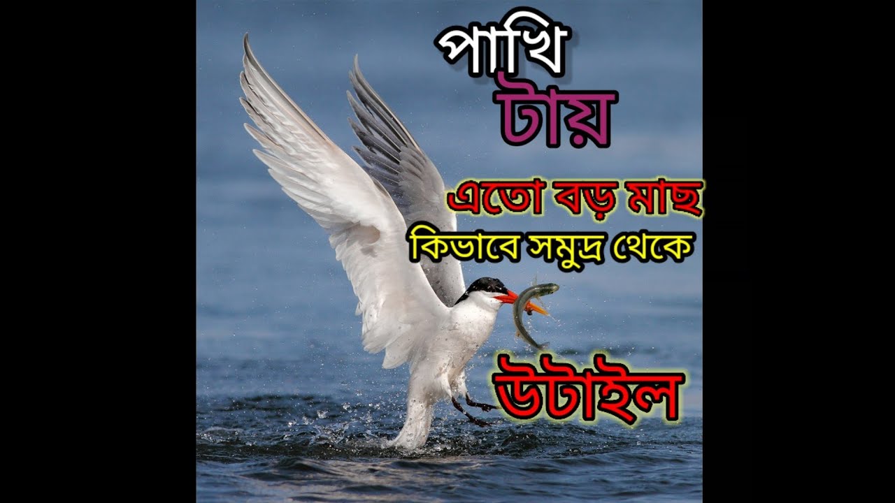 How Can Do It.সমুদ্র থেকে কিভাবে এ-তো বড় মাছ টা উটাল - YouTube