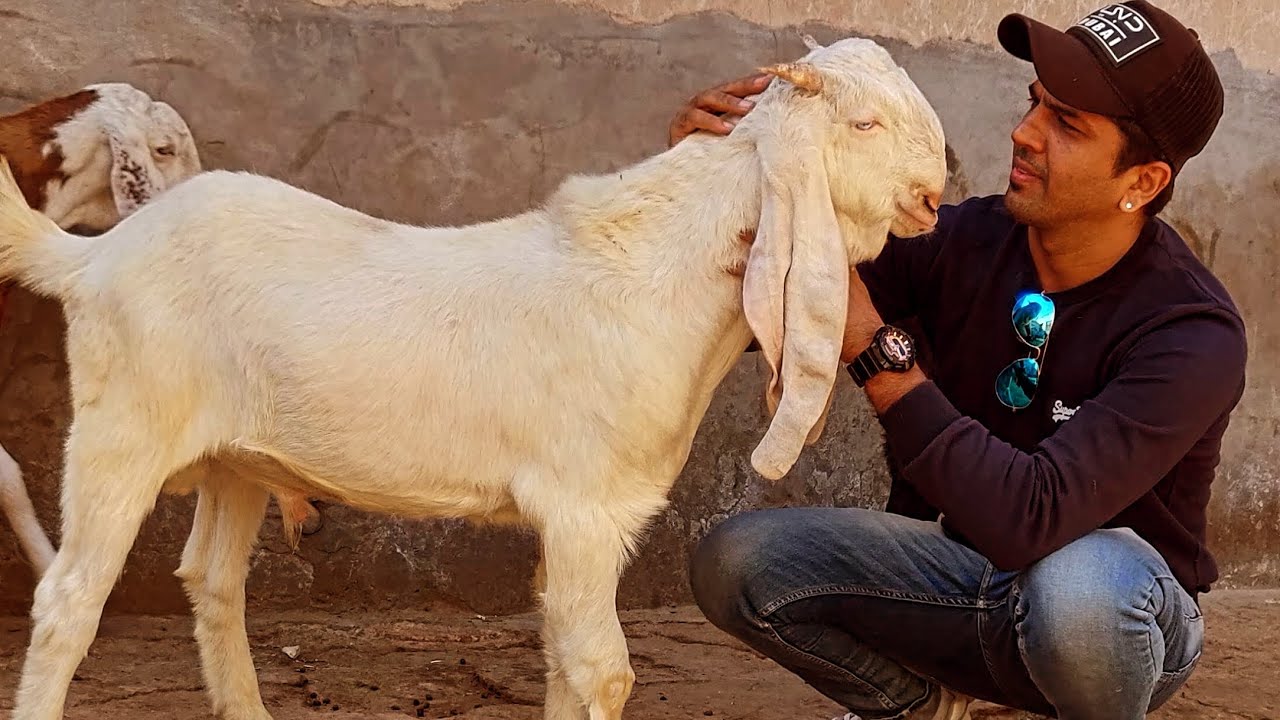 full farm toor farm setup of haider Goat farm boisar mashallah - YouTube