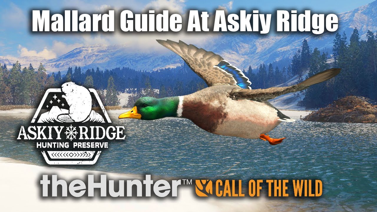 Mallard Guide At Askiy Ridge - theHunter Call Of The Wild - YouTube