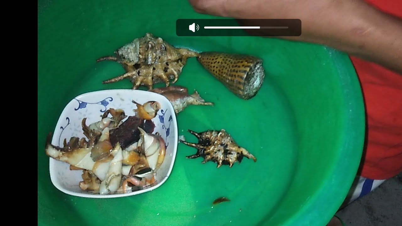 Do You know SA-ANG or SEA SHELL? good for cucunot milk with Moringga ...