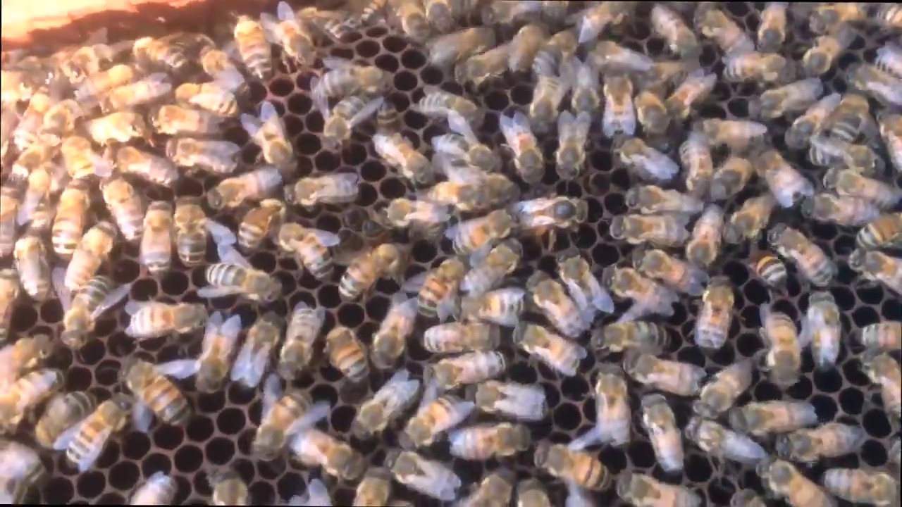 Queen bee laying egg closely - YouTube
