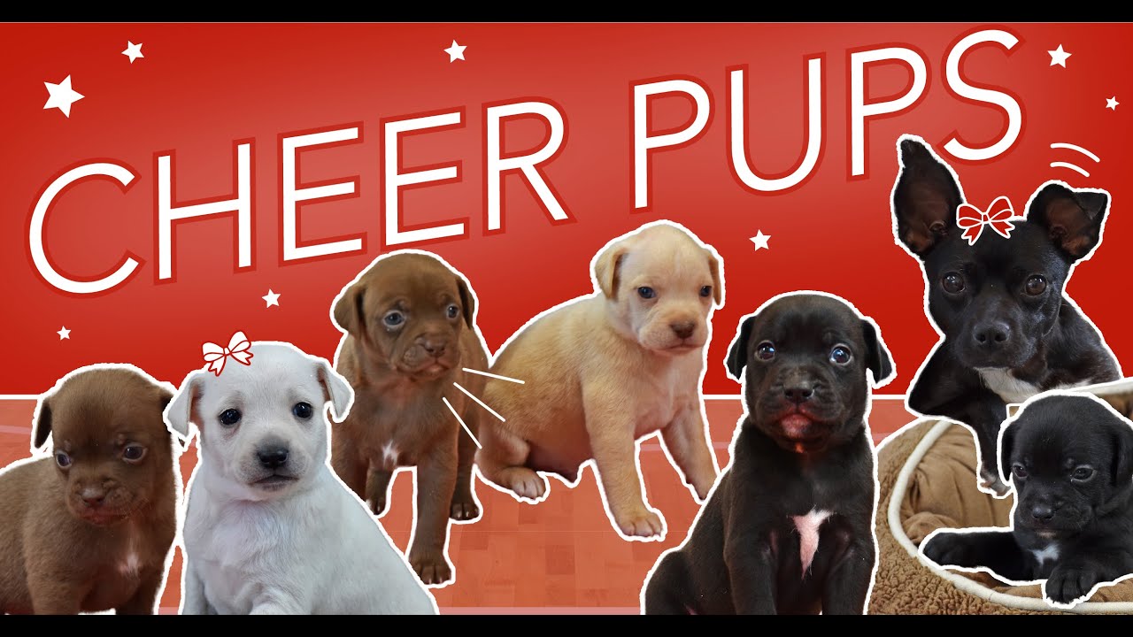 Cheer Pups: Only at Helen Woodward Animal Center - YouTube