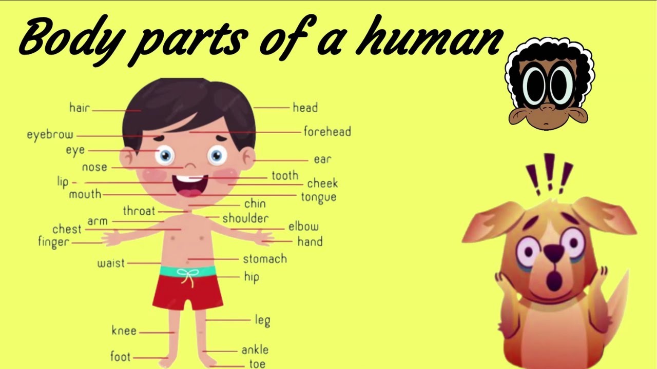 Body Parts For Kids Parts Of The Body In English Body Parts Vocabulary body-parts-for-kids-parts-of-the-body-in-english-body-parts-vocabulary