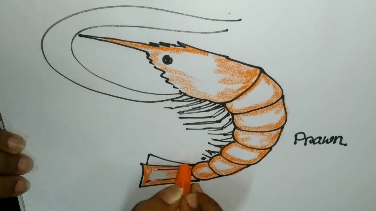 How to draw prawn - YouTube