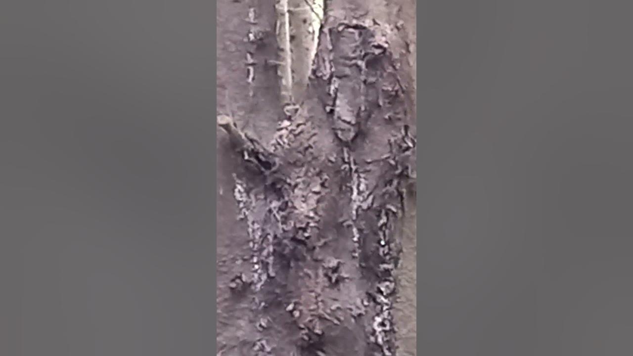 Черноглазый Йети в шкуре медведя у берёзы Youtube
